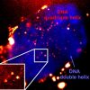 Quadruple Helix DNA Formation Tracked in Live Human Cells for the First ...