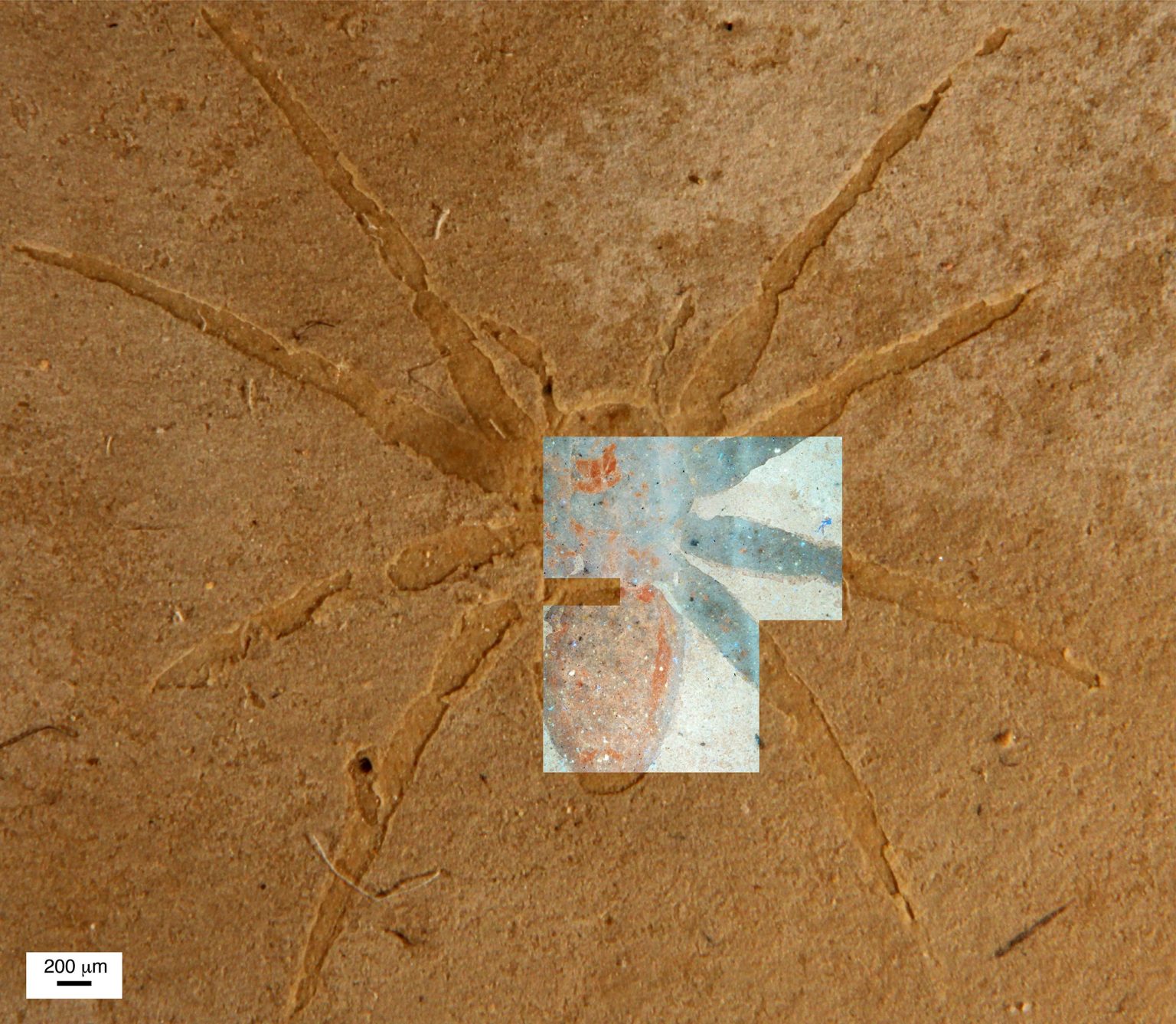 Glowing Spider Fossils Prompt Breakthrough Research on Treasure Trove ...