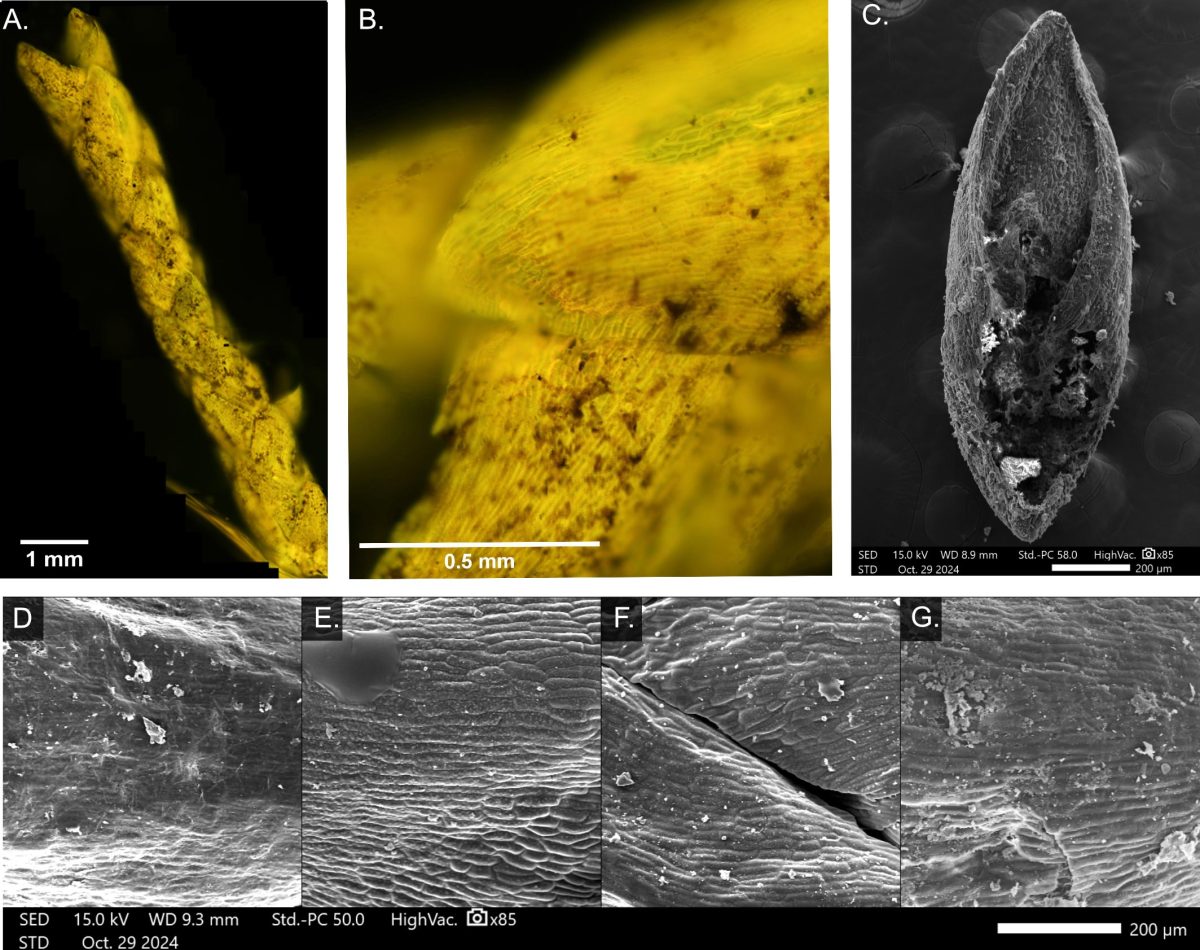 Identification of Mysterious Fossil Seed Solves 47,000-Year-Old Tar Pit ...