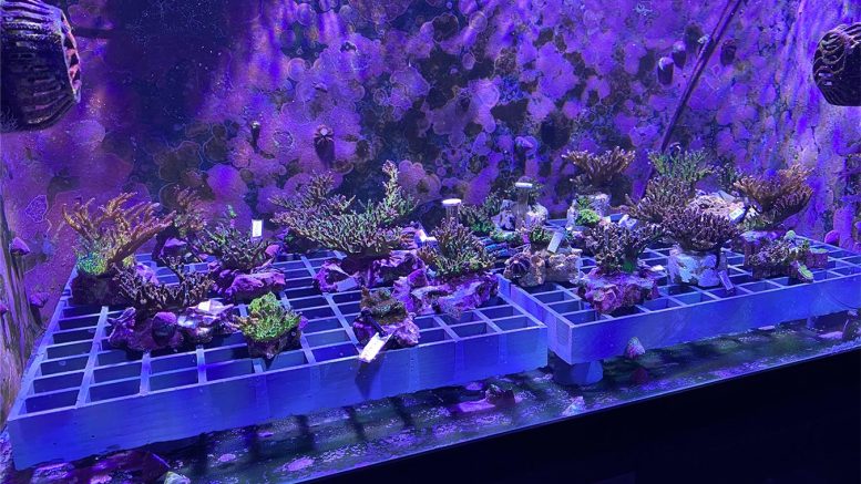 Scientists Surprised by Growth Rates in World’s Deepest Photosynthetic ...