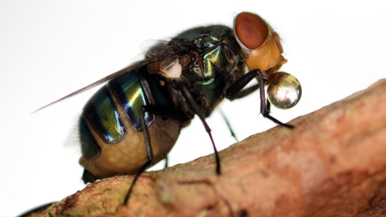 Do Flies Really Throw Up When They Land on Your Food?