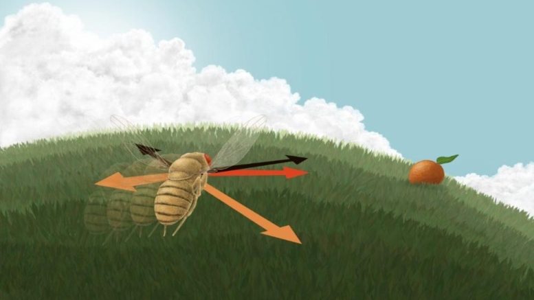 Secrets of Fly Vision for Rapid Flight Control and Staggeringly Fast ...