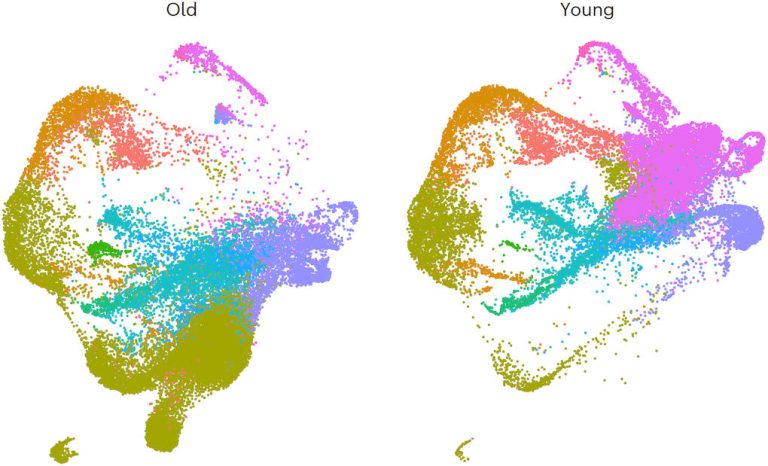 Why Do Older Fathers Pass on More Genetic Mutations to Their Offspring?