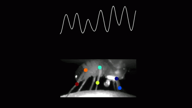 Artificial Intelligence Helps Determine What Visual Neurons Like To See