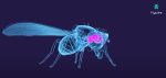 Neuroscience Game-Changer: Entire Fruit Fly Brain Mapped in Stunning ...