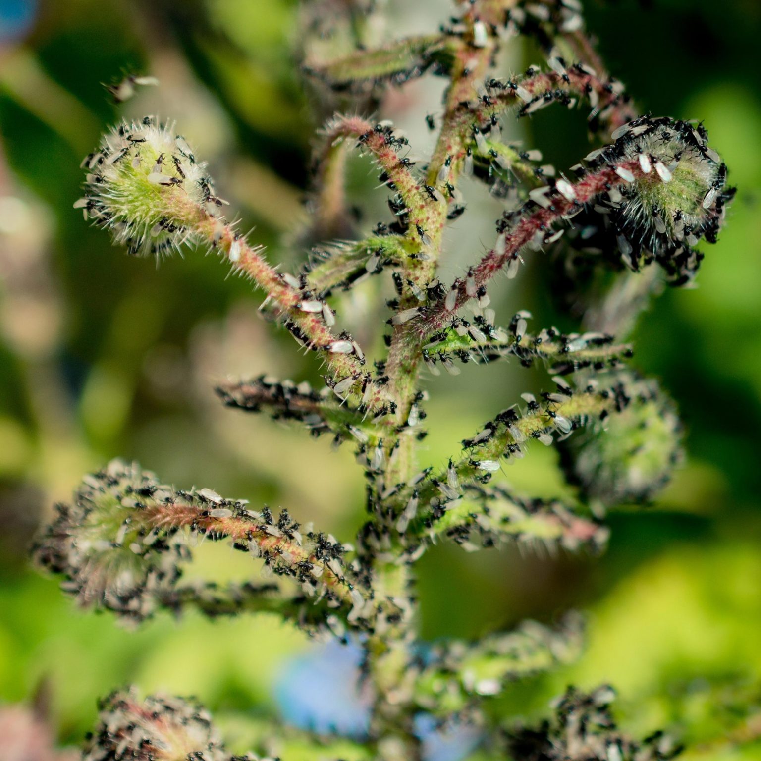 Invasions by Alien Insects and Animals Can Teach Us About COVID-19