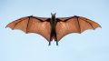 Bats Tune Frequency of Echolocation to Change Field Perception