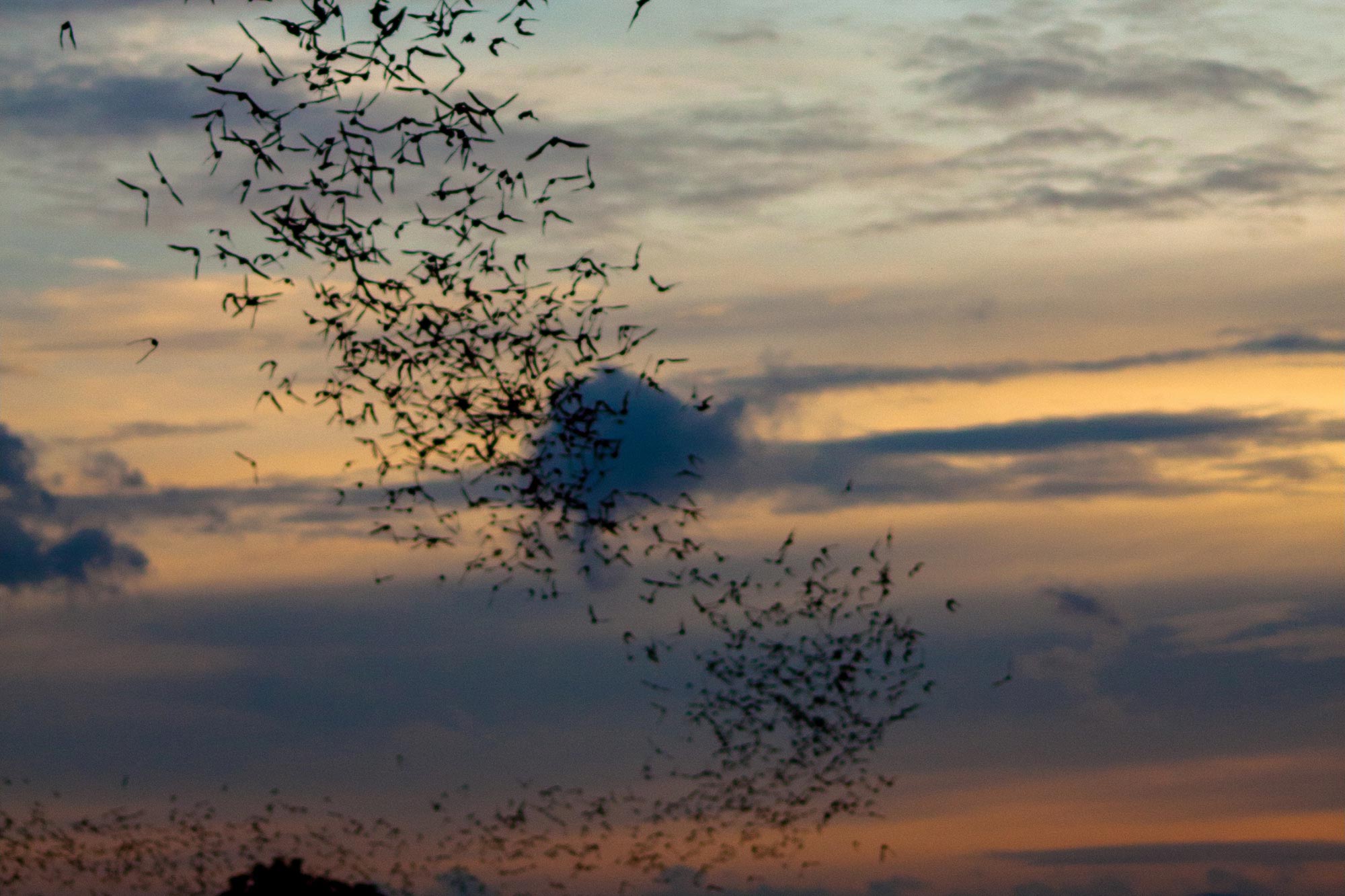 Storm Surfers: How Bats Harness Weather to Travel Thousands of Miles