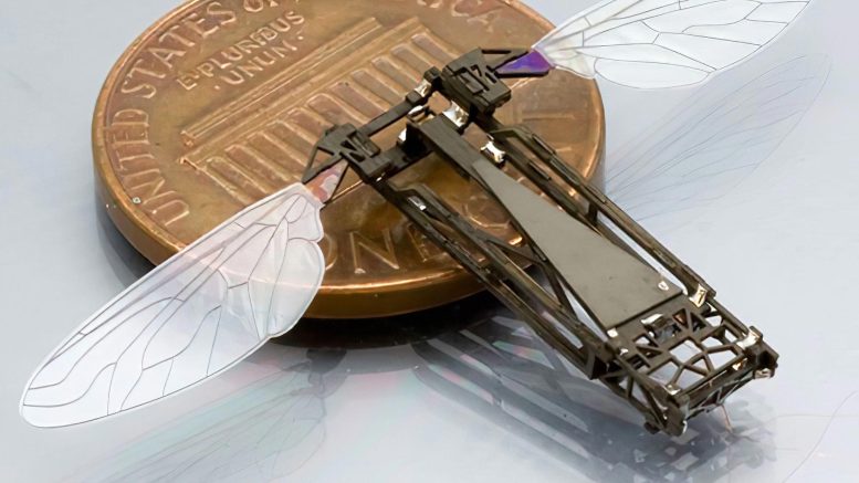 Nanostructures and Living Cells in Butterfly Wings Could Inspire ...