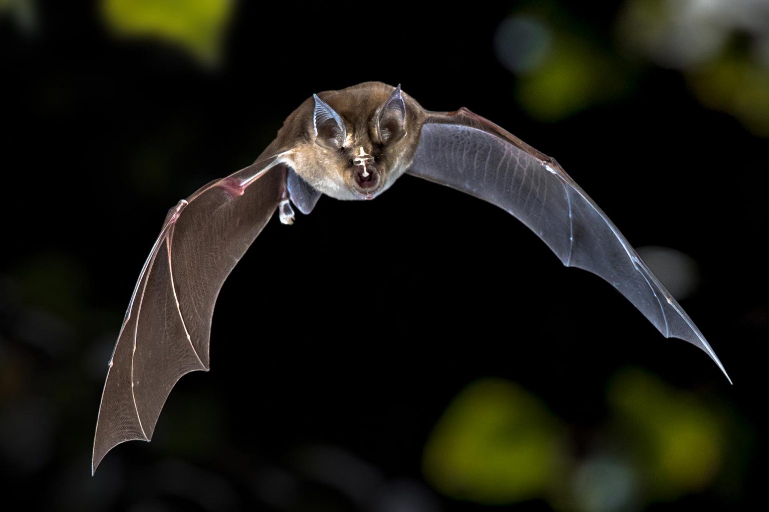 Close Genetic Relative of SARS-CoV-2 Found in Bats Offers More Evidence ...