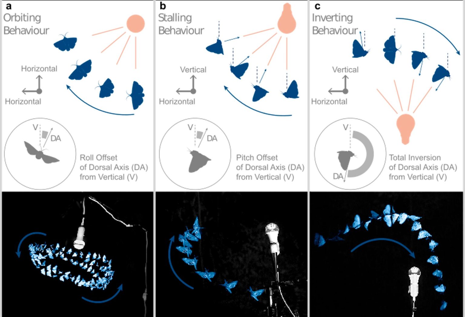 Unraveling the Mystery of Insects Circling Lights at Night