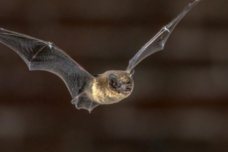 Experiments Show Cryptic Sixth Sense of Orientation of Bats Lies in the Eye