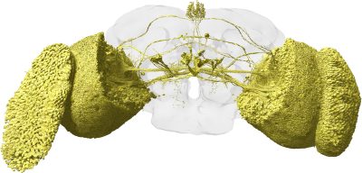 Revolutionizing Neuroscience: Full Connectome of Fruit Fly Brain Revealed