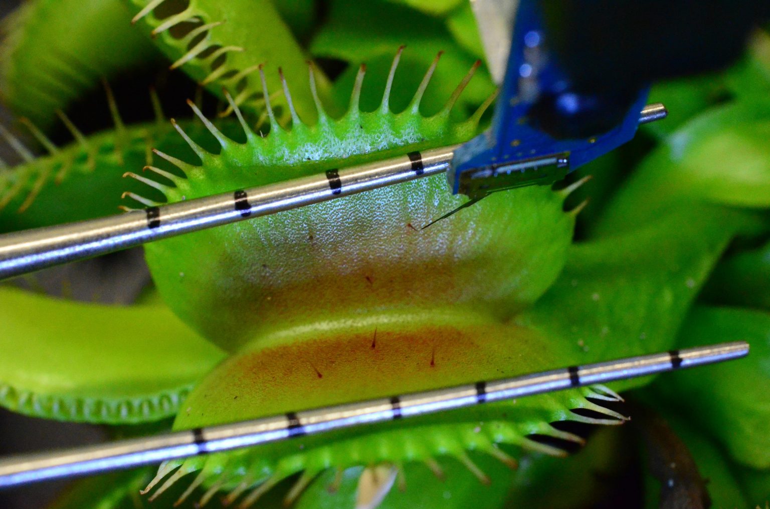How Venus Flytraps Snap: Sophisticated Trapping Mechanism Revealed in ...