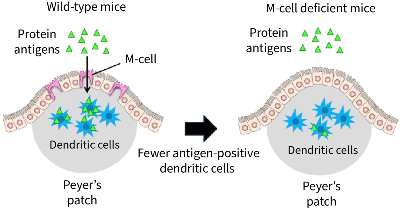 Scientists Uncover New Cancer-Blocking Benefits of Milk and Meat Proteins