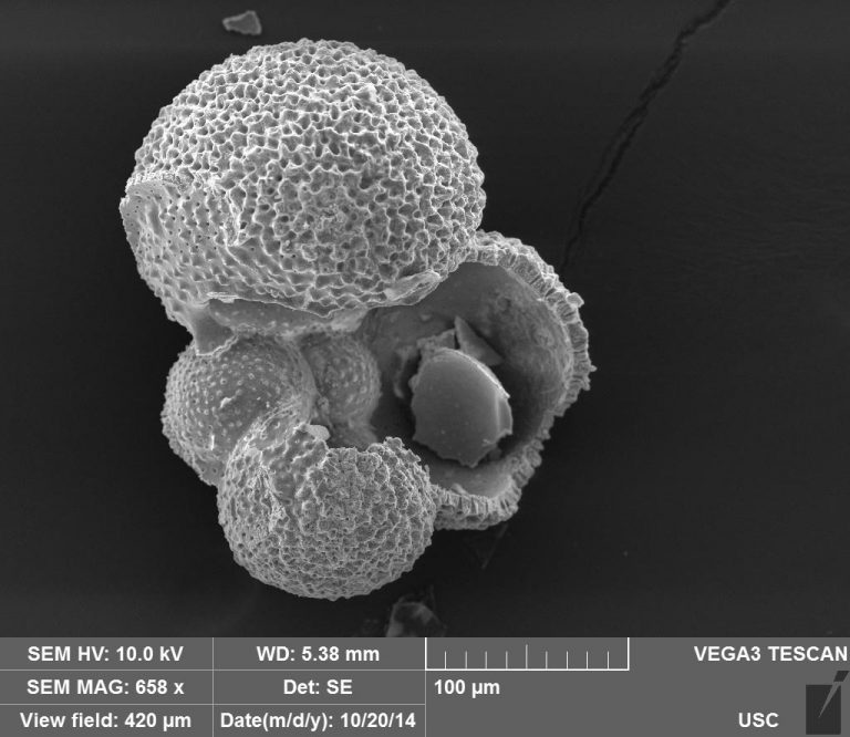 100 Years of Microscopic Shells Reveal a “Double Whammy” for Waters off ...