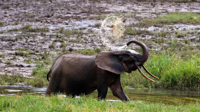 Ivory Coast Without Ivory? Massive Extinction of African Forest ...