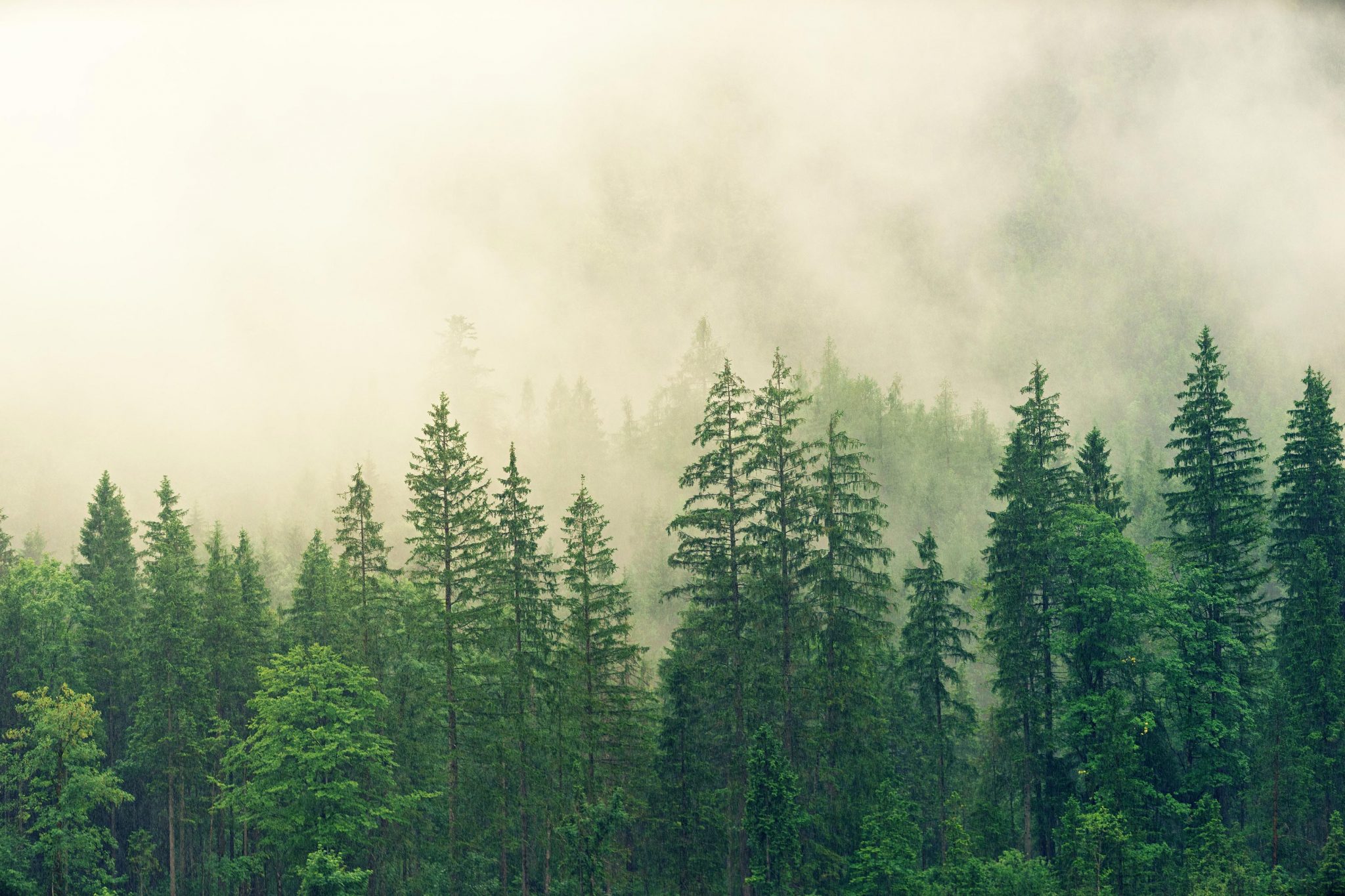 Satellites Reveal How Forests Increase Clouds and Cool the Climate