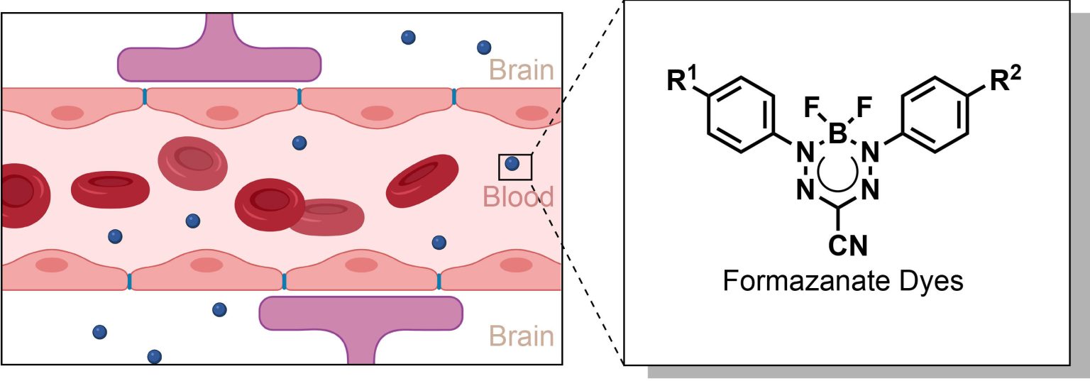 Not Just a Figure of Speech: New Fluorescent Dye Can Light Up the Brain