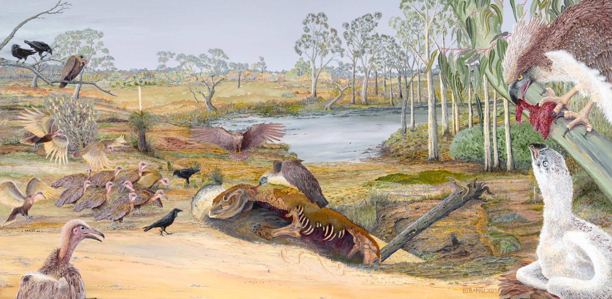 Prehistoric Predators Reborn: Australia’s Giant Birds of Prey Rise ...