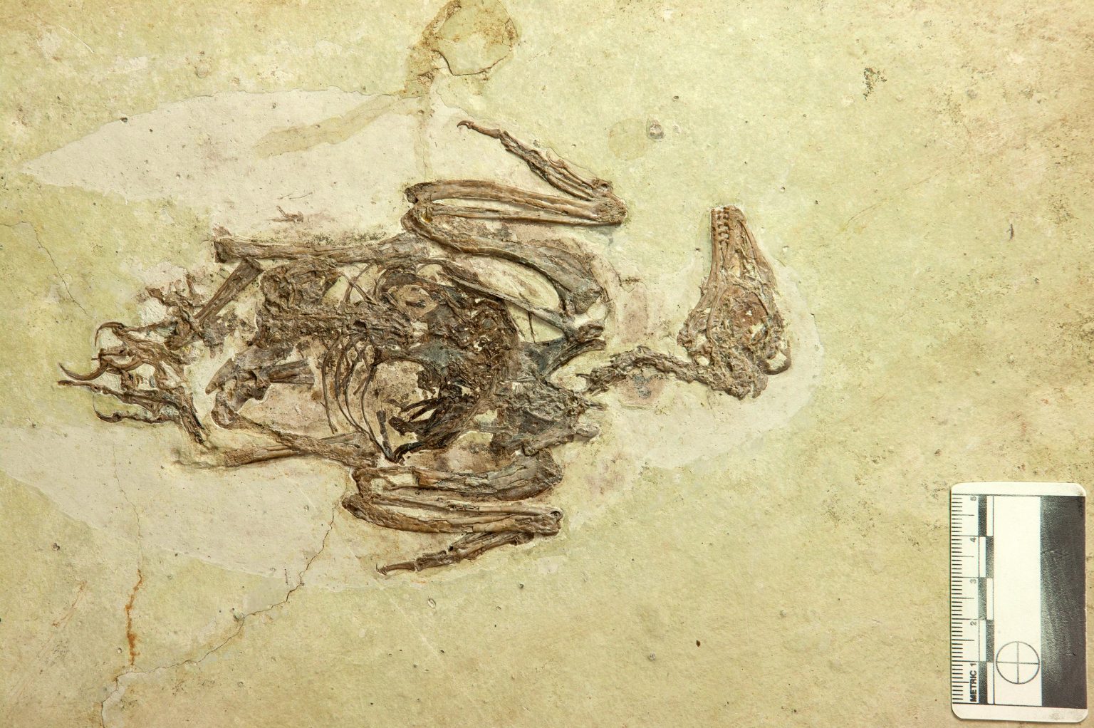Crystals Discovered in the Stomach of Fossil Bird Complicates the ...