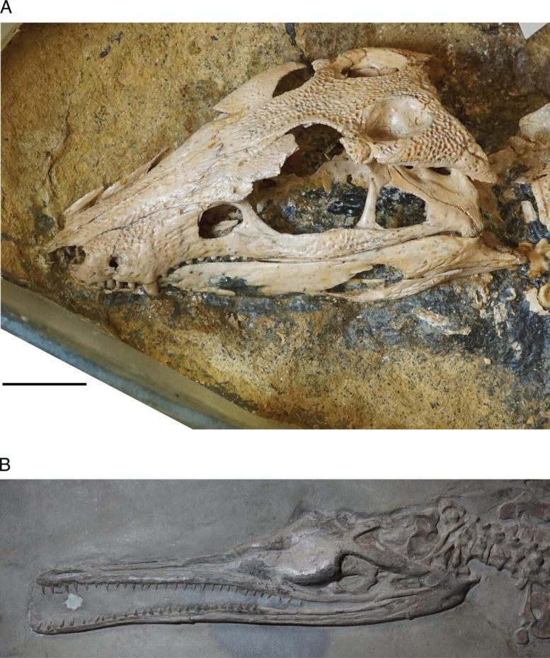 Living Fossils? How Crocodiles Survived What Dinosaurs Couldn’t