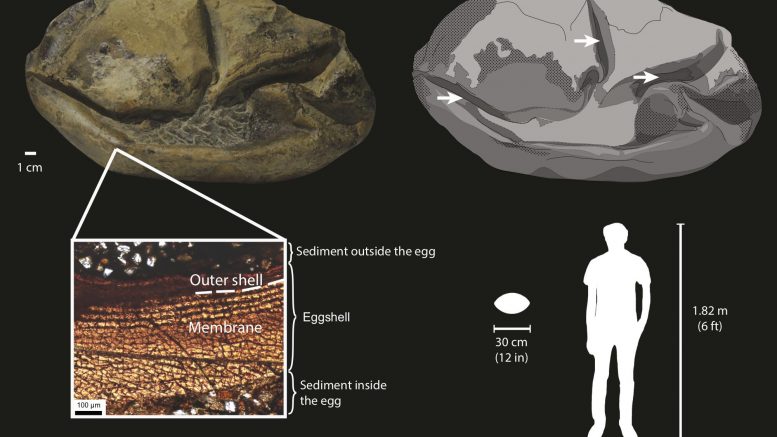 The Perfect Shape? Research Finally Reveals Ancient Universal Equation ...