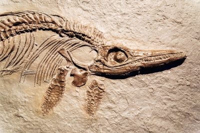 Darwin’s Fear Was Unjustified: New Study Confirms Evolution Despite ...