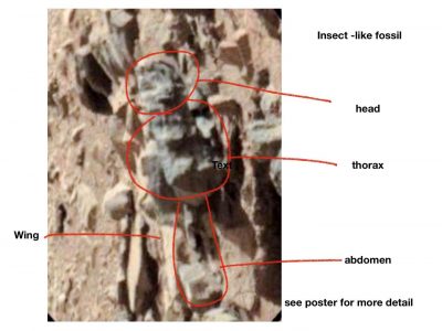 Photos Show Evidence of Life on Mars: Insect- and Reptile-Like Fossils ...