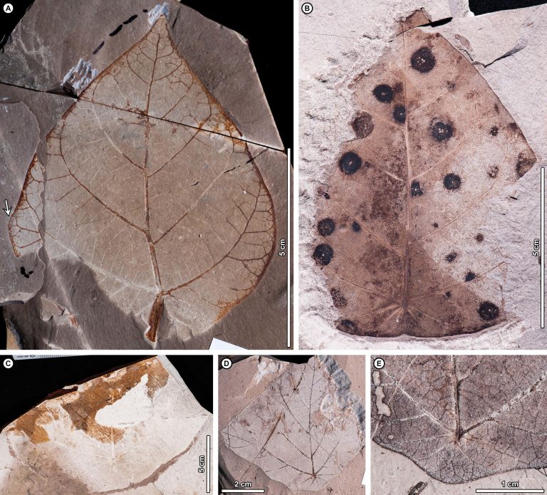 “The Most Dramatic Evolutionary Biogeography Story I’ve Ever Seen ...