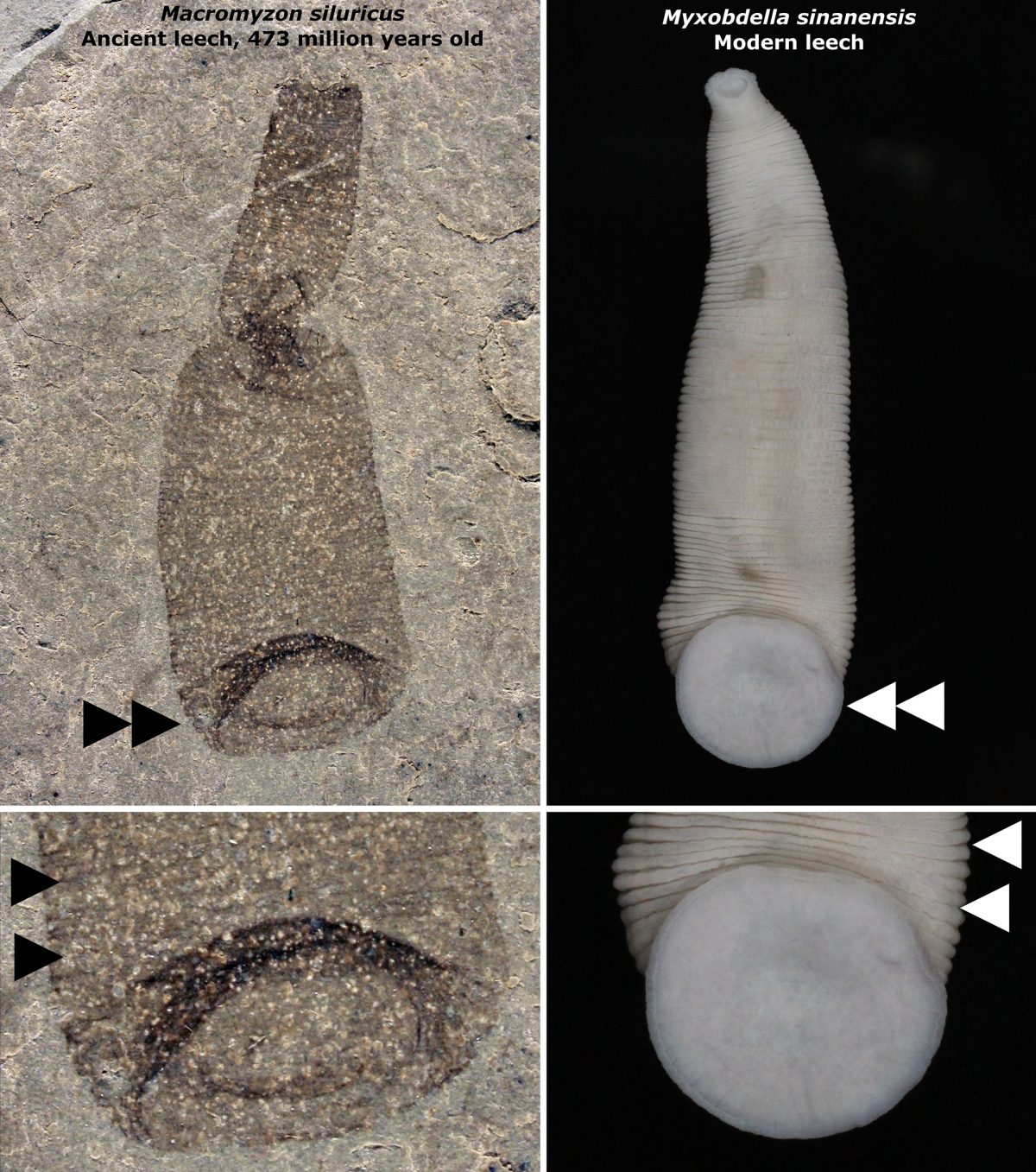 The Oldest Leech Ever Found Is Nothing Like Today’s Bloodsuckers