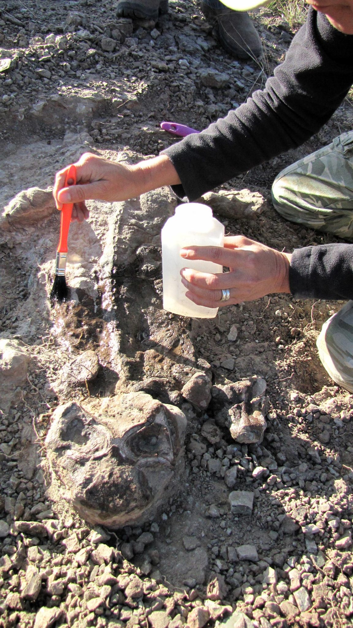 Earth's Worst Mass Extinction Took Ten Times Longer on Land Than in the ...