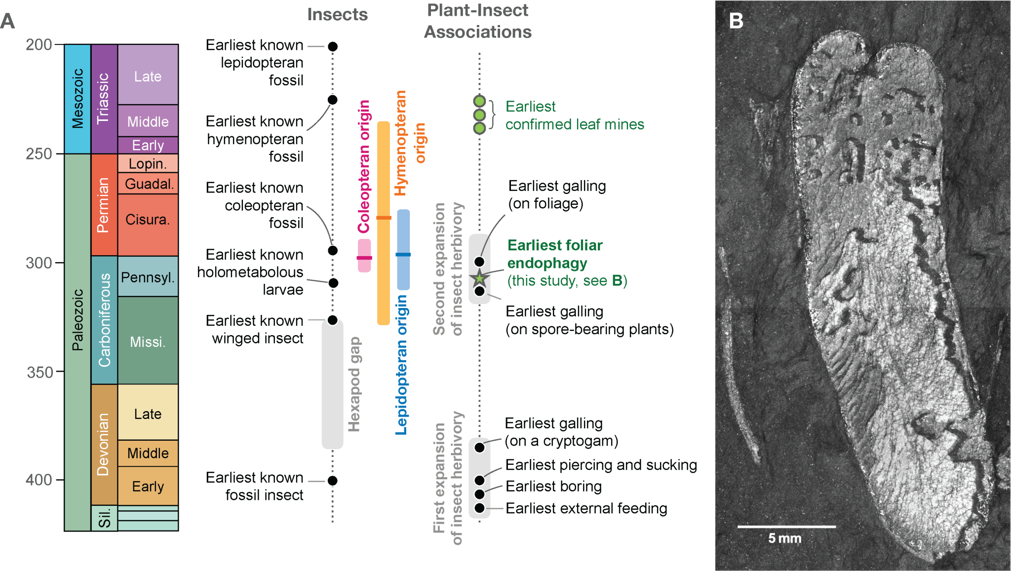 Ancient Insect Mysteries Solved: 312-Million-Year-Old Fossil Sheds ...
