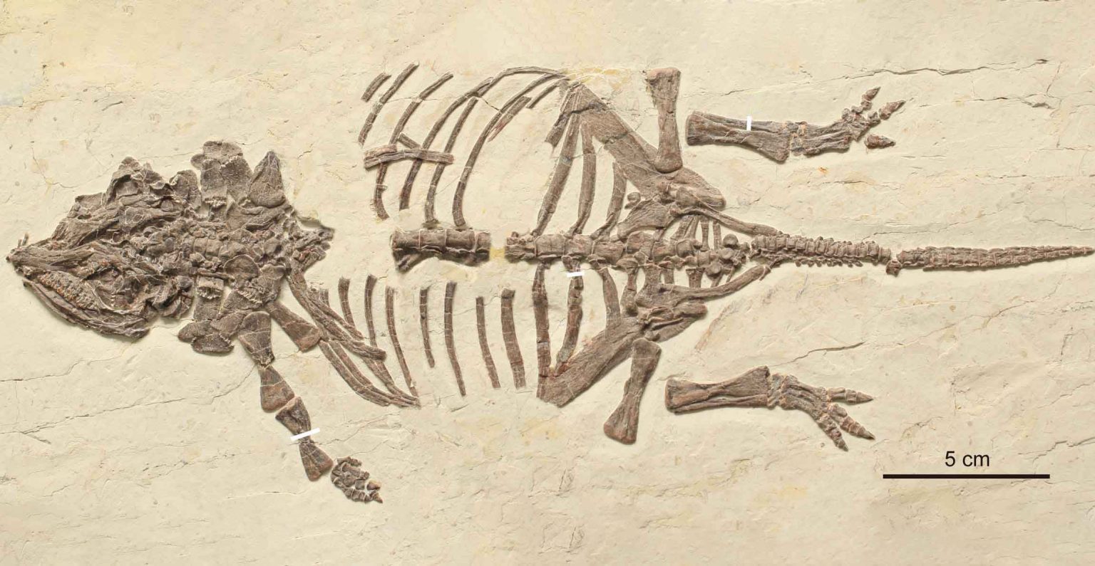 Scientists Finally Solve the 20-Year Mystery of Strange Tiny Dinosaur ...