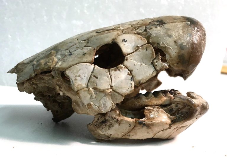 Mysterious 380 Million-Year-Old Fish Reveals Secrets of Our Land ...