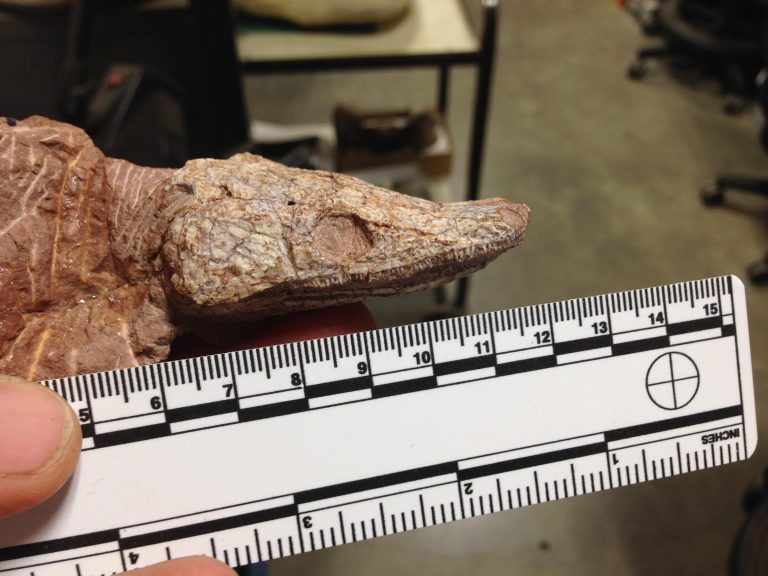 230 Million-Year-Old Salamander-Like Fossils Reveal Astonishing ...