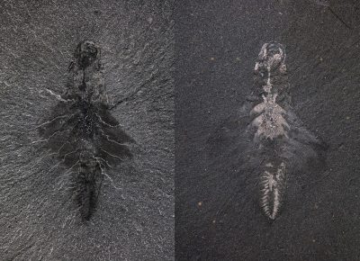 Three-Eyed “Sea-Moth” Predator From 506 Million Years Ago Stuns Scientists