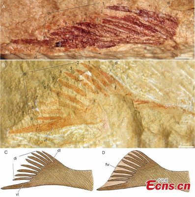Legends Come Alive: “Nine-Tailed” Galeaspid Fossil Fuels Ancient Lore ...