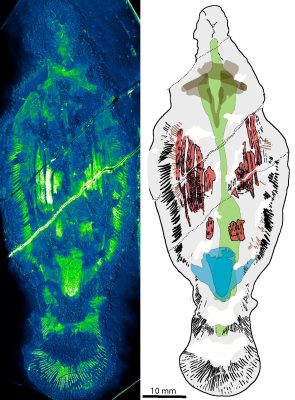 Ancient "Terror Beasts" Unearthed in Greenland: 518-Million-Year-Old ...