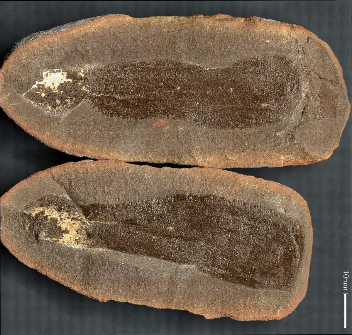 Scientists Unveil Secrets of Extraordinary 300-Million-Year-Old Fossil ...