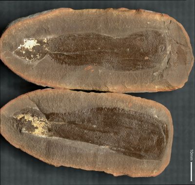 Scientists Unveil Secrets of Extraordinary 300-Million-Year-Old Fossil ...