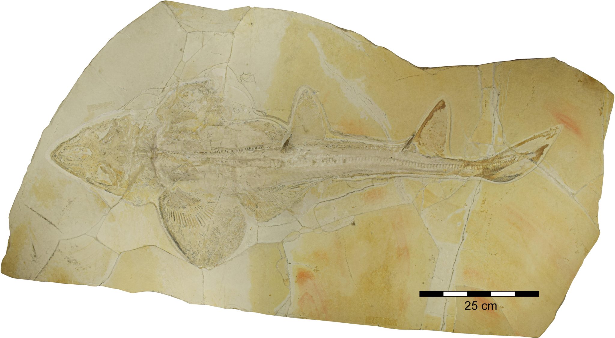 A Unique Window Into the Past – Ancient Jurassic Shark Fossil Reveals ...