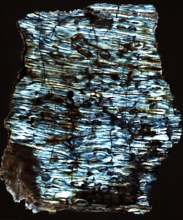 Scientists Extract Metabolic Molecules From Million-Year-Old Fossils ...