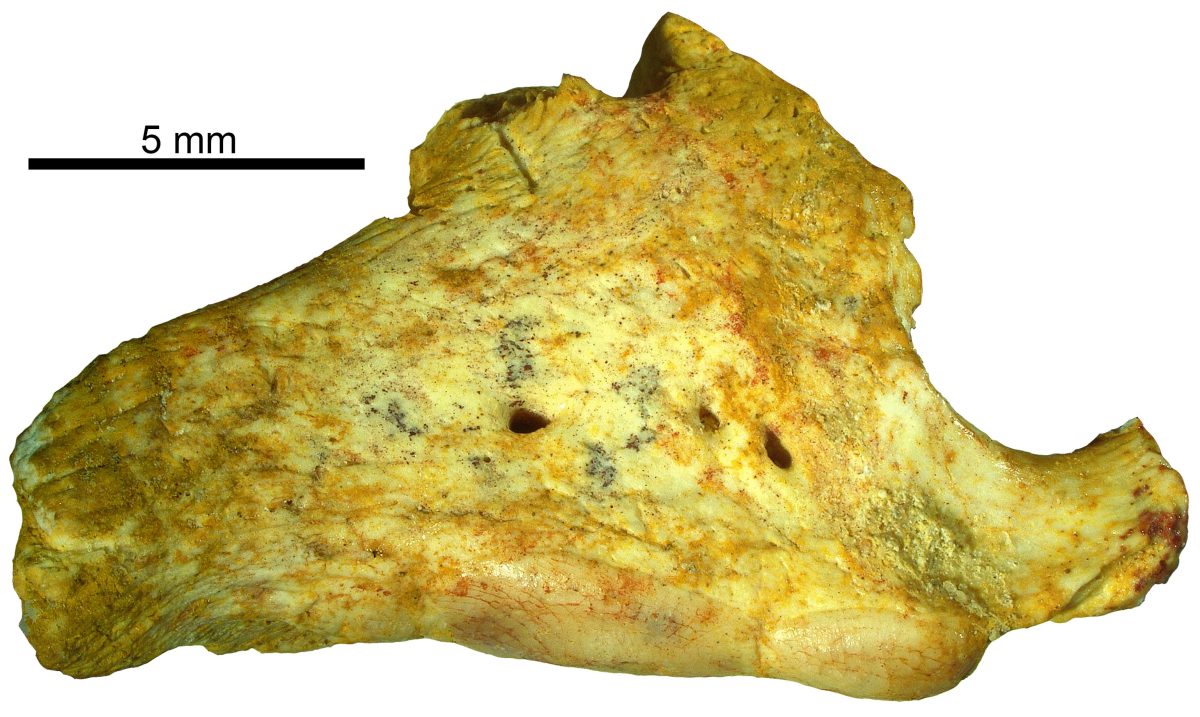 Snail-Crushing Colossus: Scientists Discover World’s Largest Worm ...