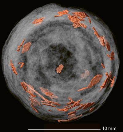 Fossilized Dung Uncovers the Secret Recipe Dinosaur Success