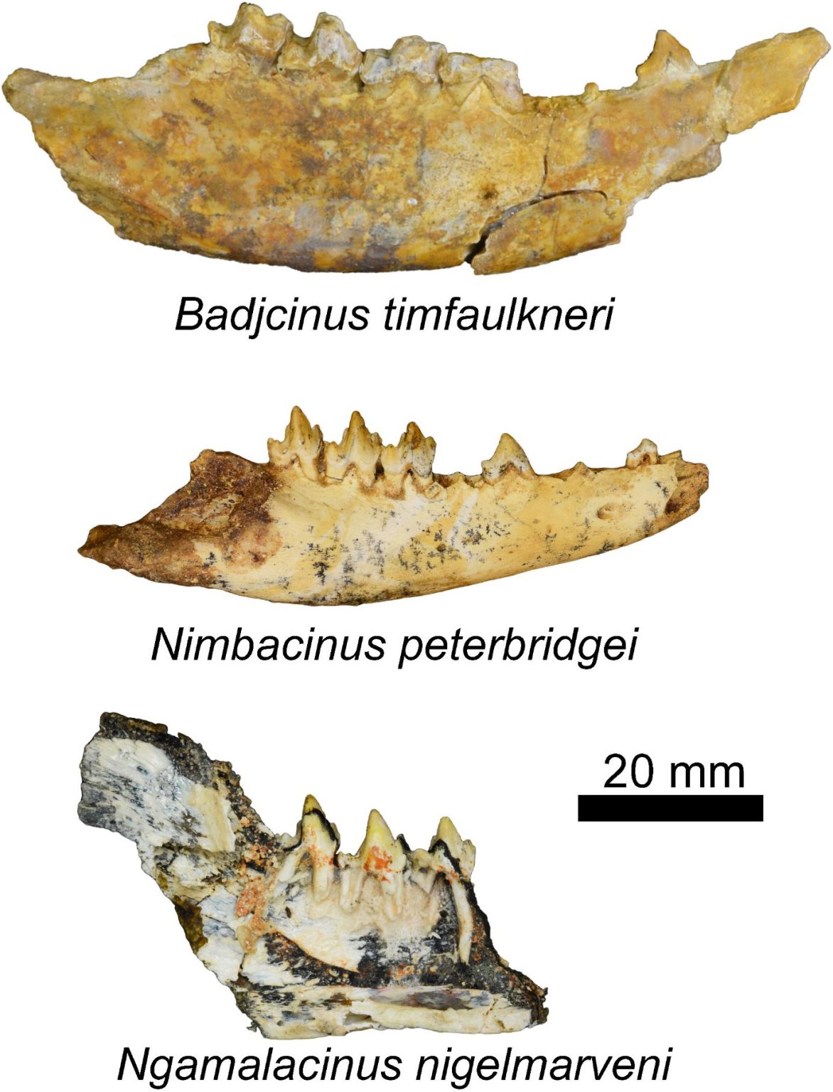 Meet the “Bone Crusher”: New Fossil Finds Rewrite the Evolutionary ...