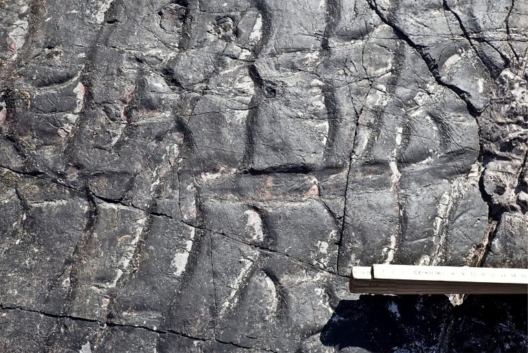 390 Million Years Old – Scientists Discover World’s Oldest Fossilized ...