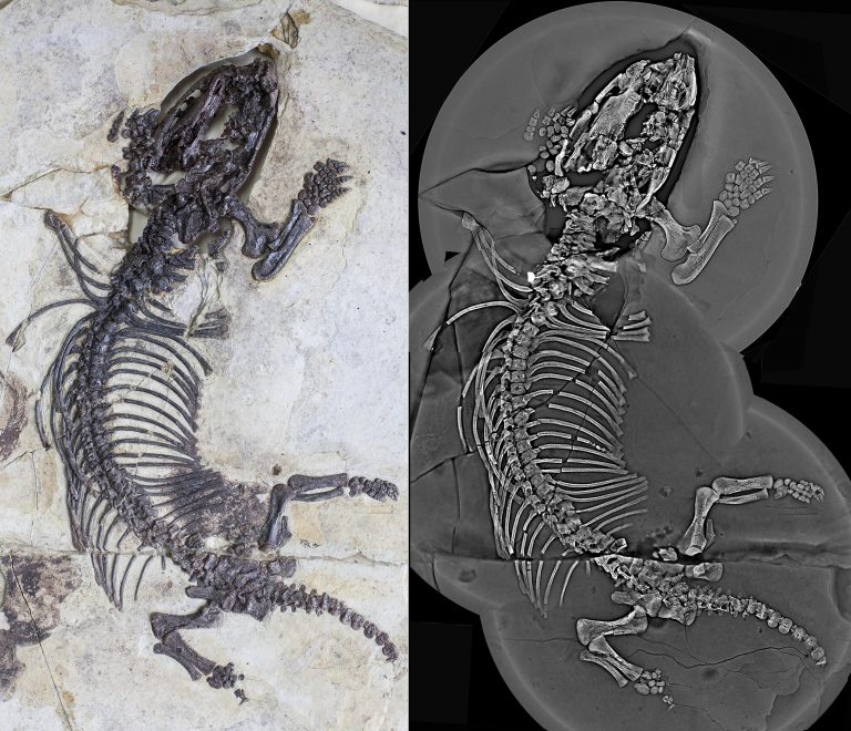 Paleontologists Discover Two Unusual New Species of Ancient, Burrowing ...