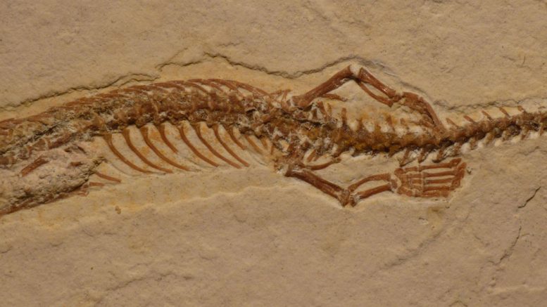 New Fossils of Ancient Snake With Hind Legs Reveals Tantalizing Details ...