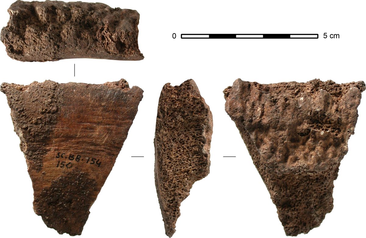 20,000 Years Old – Scientists Discover Oldest Whale Bone Tools